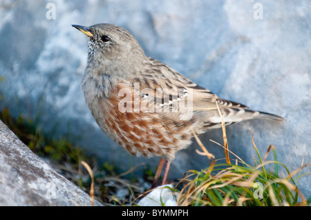 Alpine Accentor (Prunella collaris), a bird that lives at high altitude ...
