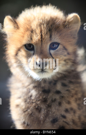 Close up image of a cheetah cub Stock Photo - Alamy