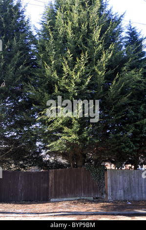 Uplifted pavements by roots of large conifer trees Stock Photo - Alamy