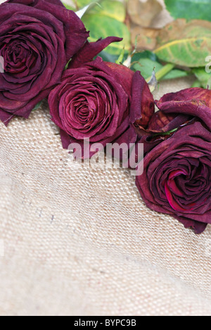 Dried open red rose bud and unopened bud on white background. Copy ...