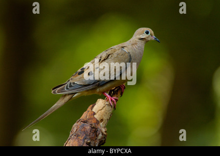 Dead Mourning dove (Zenaida macroura) on ground - California USA Stock ...