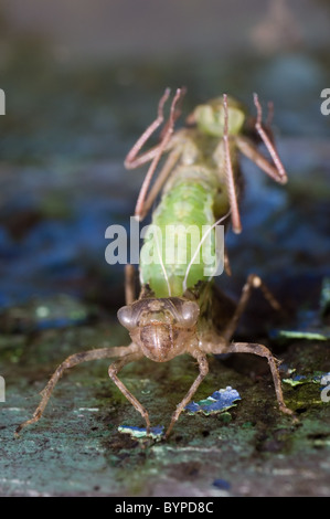 Photo of a Cardinal Meadowhawk nymph (Sympetrum illotum) preparing for ...