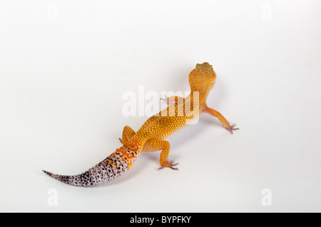 Leopard Gecko, eublepharis macularis, close up photograph on a plain ...