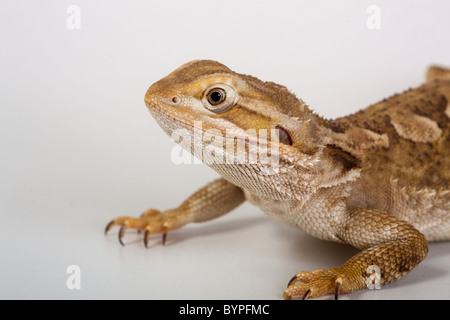 Rankins Dragon Pogona henrylawsoni or Lawsons Dragon Stock Photo - Alamy