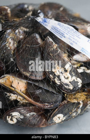 Sack of fresh mussels Stock Photo - Alamy