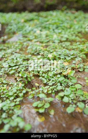 Watercress plants in the watercress farm. Close up green fresh leaves ...