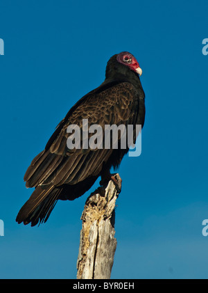Turkey Vulcher perched on top of dead tree Stock Photo - Alamy