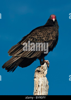 Turkey Vulcher perched on top of dead tree Stock Photo - Alamy