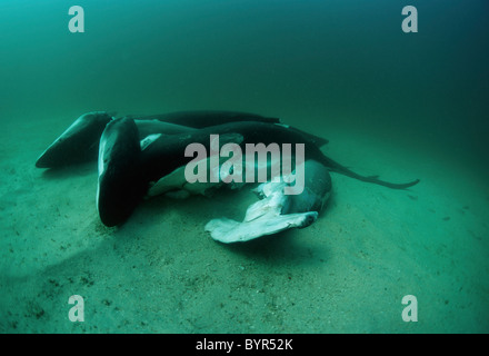 Sharks finned alive and thrown overboard, drown and wash up on beach ...