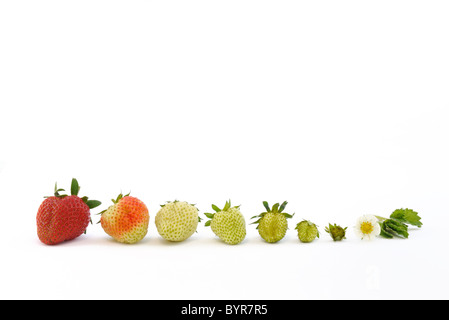 Stages of development of a strawberry on the plant (from a flower to ...