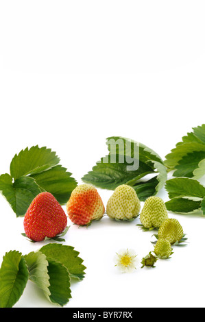 Stages of development of a strawberry on the plant (from a flower to ...