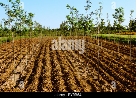 Agriculture - Black Locust tree saplings at a tree nursery / near ...