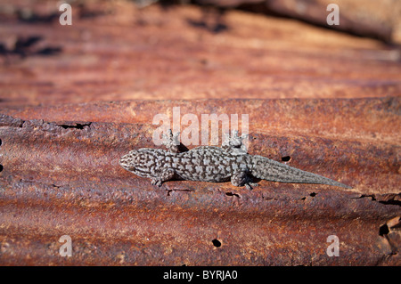 Tree Dtella Gecko Gehyra variegata in the morning sun on a rock in the ...