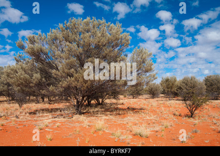 A desert landscape with acacia trees and shrubs, Saudi Arabia Stock ...
