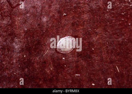 European Grapevine Moth (Lobesia botrana) pheromone trap in a wine ...