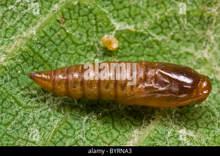 European Grapevine Moth (Lobesia botrana) adult resting on the bark of ...