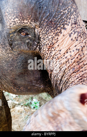 Thailand - Asian elephant for trekking (Elephas maximus) - Big tusks ...
