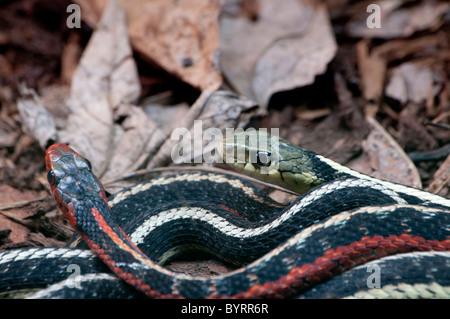A cluster of Common Garter Snakes Stock Photo - Alamy