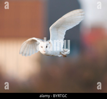 Looking directly into the face of a barn owl Stock Photo - Alamy