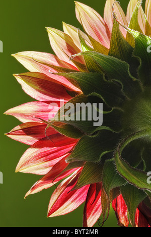 Sunflowers in the garden, detail Stock Photo - Alamy