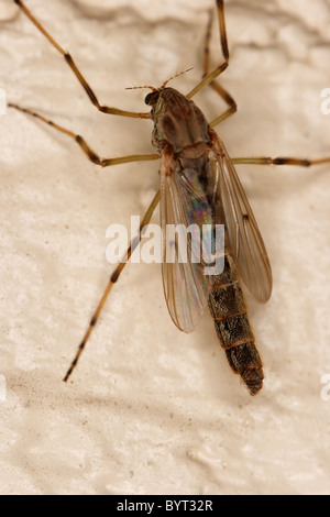 crane fly macro Stock Photo - Alamy
