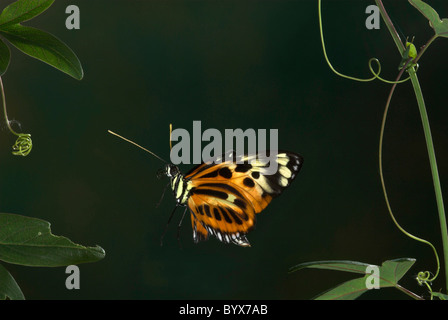 Ismenius Tiger Butterfly Heliconius ismenius in flight high Stock Photo ...