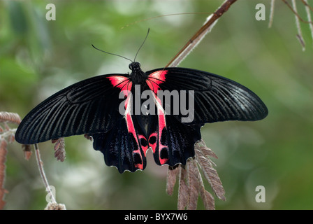 Scarlet Swallowtail Butterfly Papilio rumanzovia, female, wings with ...
