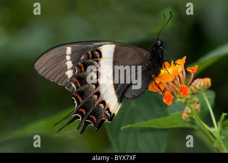 Magnificent Swallowtail Papilio garamas abderus South America Stock ...