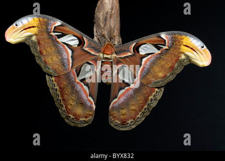 Atlas Moth, Attacus atlas, hanging on cocoon case after emerging, wings ...