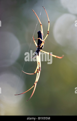 Spider (Nephila sp.) on its web in Cuyabeno Wildlife Reserve, Amazonia ...