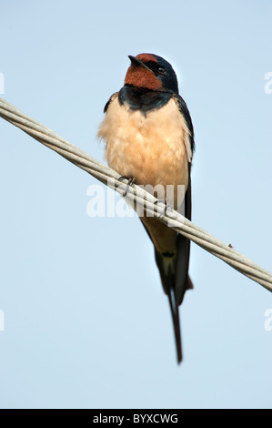 Barn Swallow (Hirundo rustica) Aves Stock Photo - Alamy