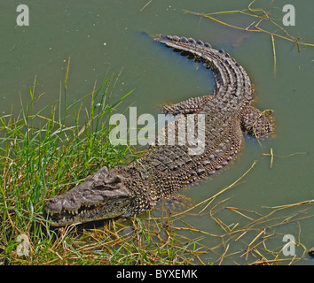 Crocodile farm in Cuban National Park Zapata, Cuba, Caribbean Stock ...