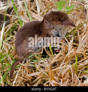 common shrew, Eurasian common shrew (Sorex araneus), cutout ...