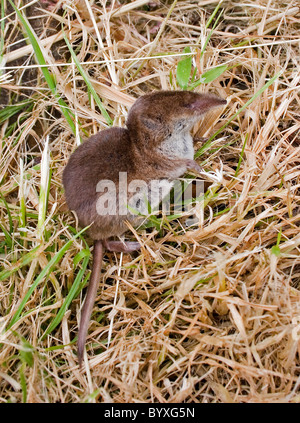 common shrew, Eurasian common shrew (Sorex araneus), erect, sniffing ...