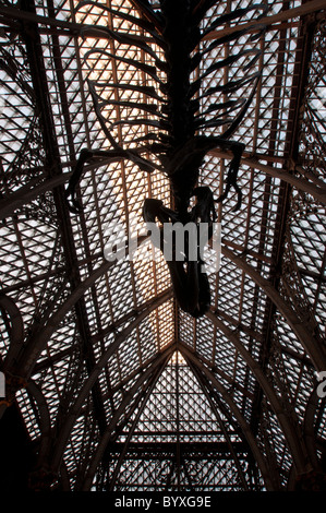 Dinosaur at Pitt Rivers Museum Oxford Stock Photo - Alamy