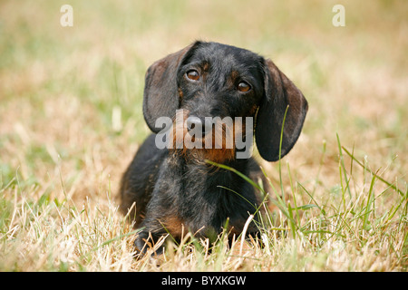 Dog Dachshund / Dackel / Teckel adult and puppy different hairs (short ...