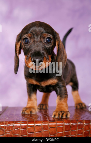 standing cute Teckel puppy dog with black fur and traditional hat ...
