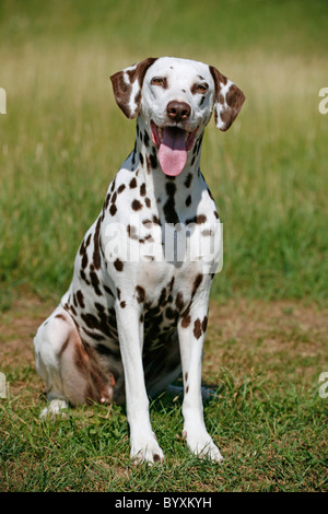 Pure breed Dalmatian dogs sitting in studio on blue background Stock ...