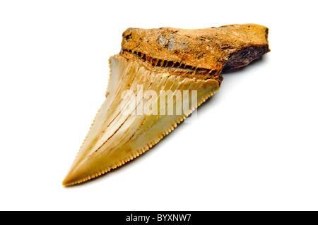 Fossilized sharks teeth Stock Photo - Alamy