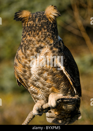 Great Horned Owl looking backwards on a tree stump in a snowy forest ...