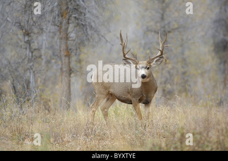 A big Black-tailed Deer buck standing broadside Stock Photo - Alamy