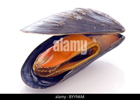Open common mussel as closeup on white background Stock Photo - Alamy