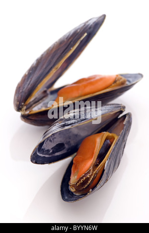 Open common mussel as closeup on white background Stock Photo - Alamy