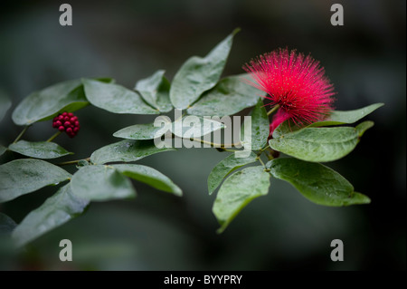 Red Powder Puff plant, Calliandra haematocephala, Kerala, South India ...