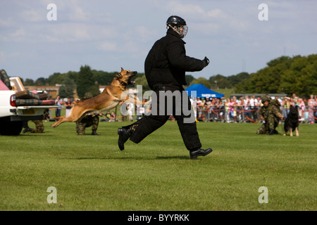 RAF police dogs demonstration of crowd control Stock Photo - Alamy