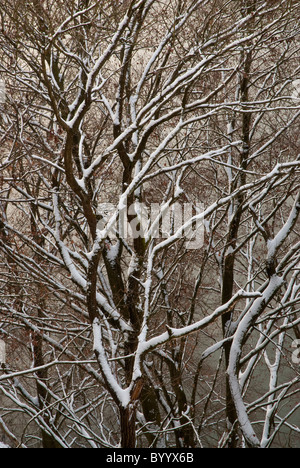 Snow covered Common beech (Fagus sylvatica Stock Photo - Alamy