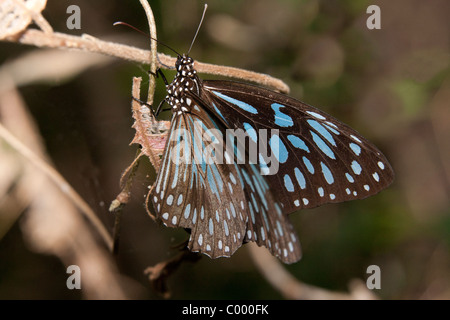 Australian blue tiger butterfly, Tirumala hamata, feeding on cluster of ...