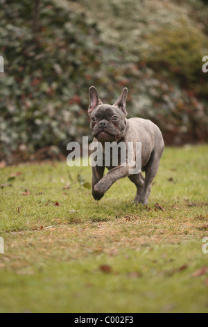 French bulldog running in a green field and playing with a stick Stock ...