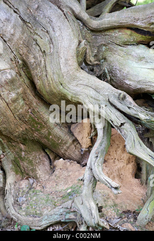 Close up of gnarled uprooted tree stump Stock Photo - Alamy