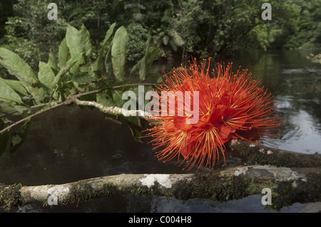 Beautiful plant life in the Amazon region of Ecuador Stock Photo - Alamy